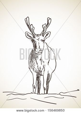 Sketch Reindeer Front Vector & Photo (Free Trial) | Bigstock