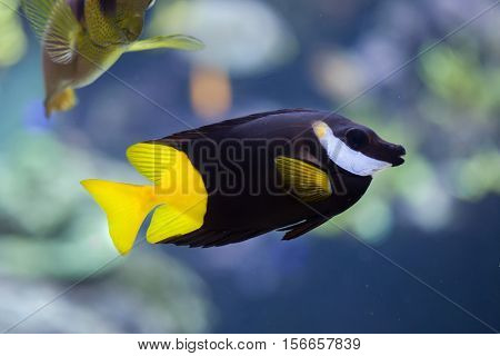 Bicolored Foxface ( Image & Photo (Free Trial) | Bigstock