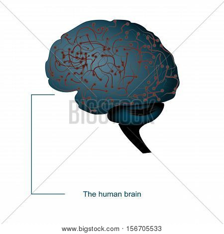 Brain. Background Vector & Photo (Free Trial) | Bigstock