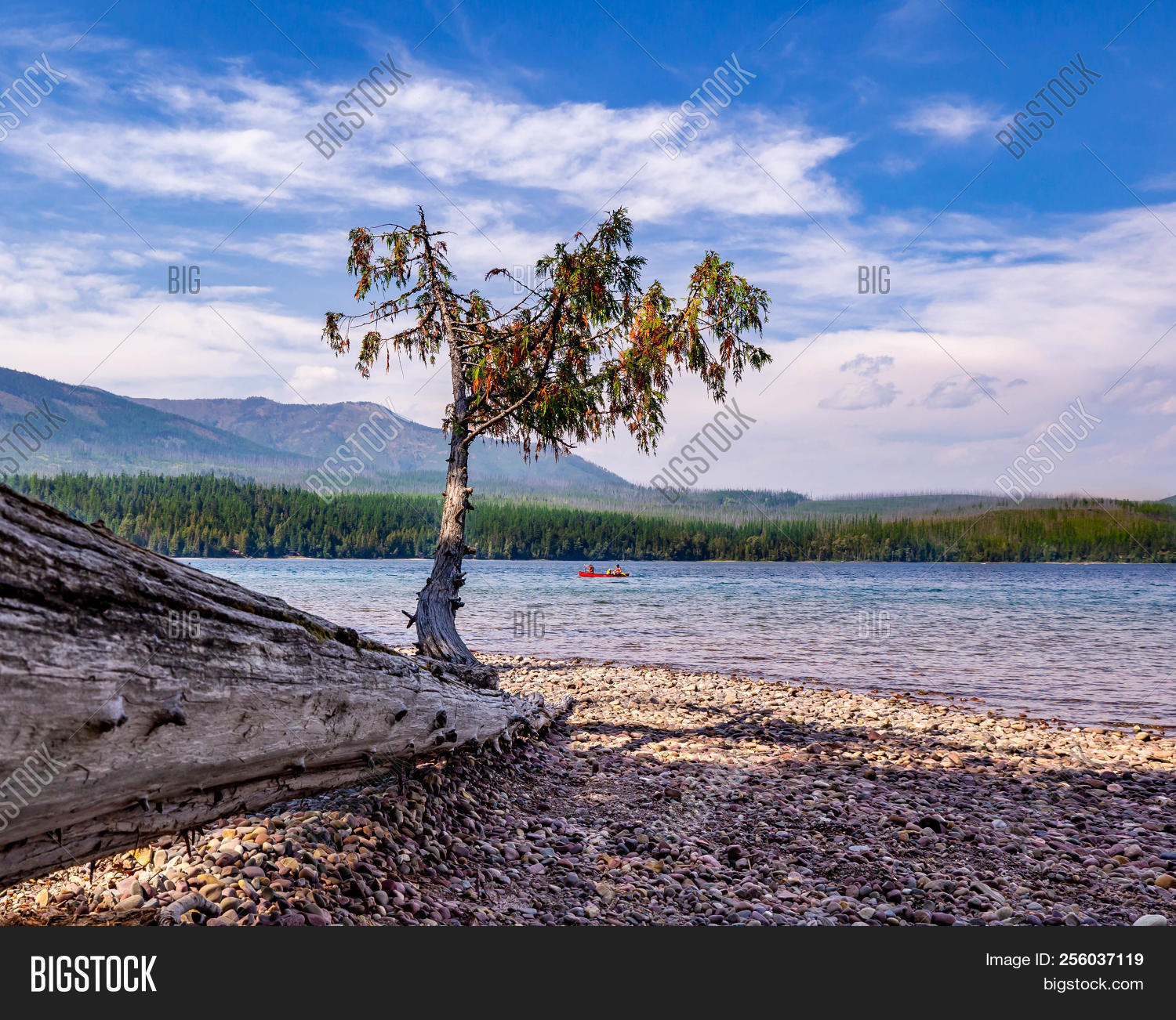 Fallen Cyprus Tree Image & Photo (Free Trial) | Bigstock