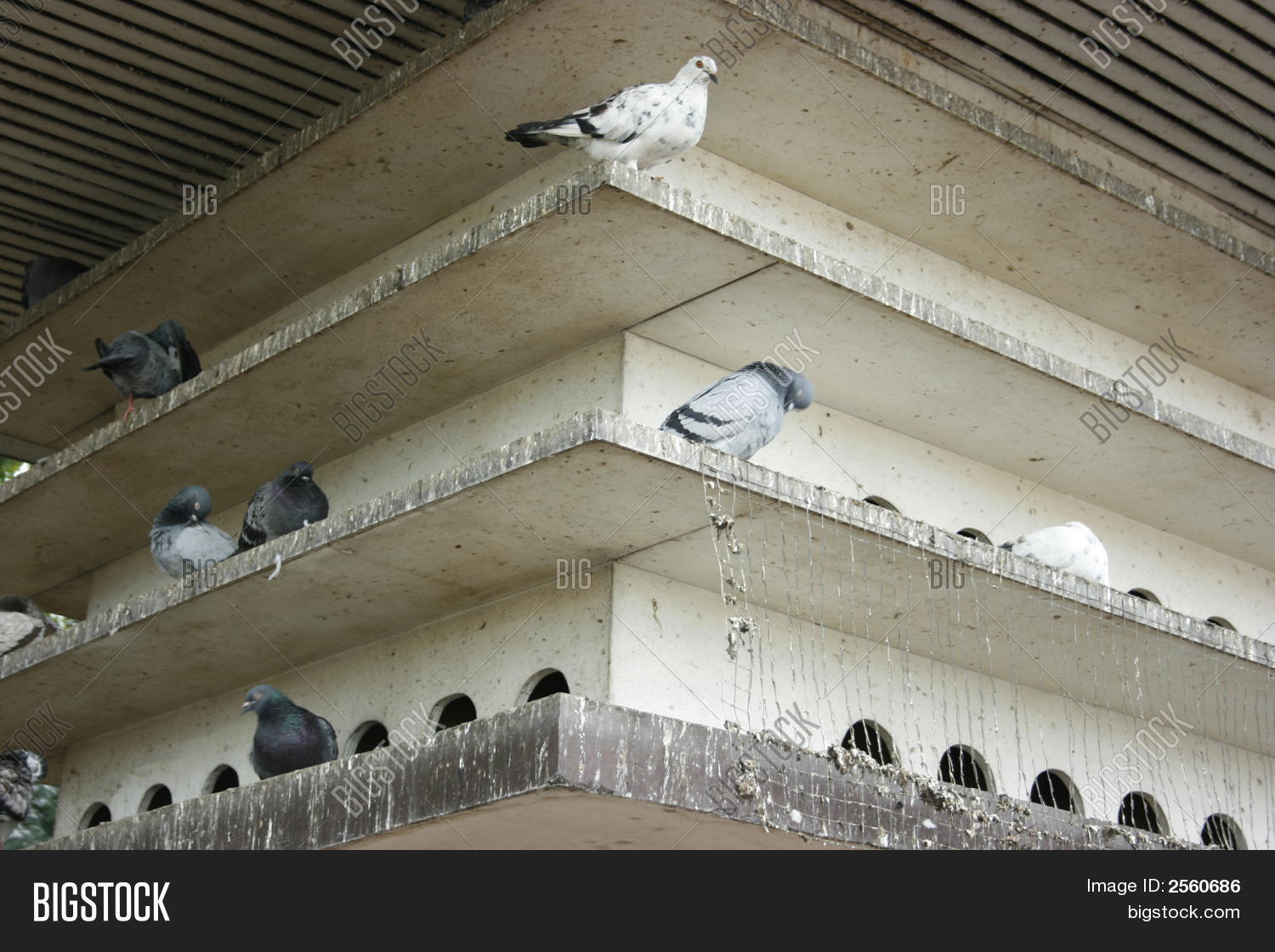 Dove House Image & Photo (Free Trial) | Bigstock