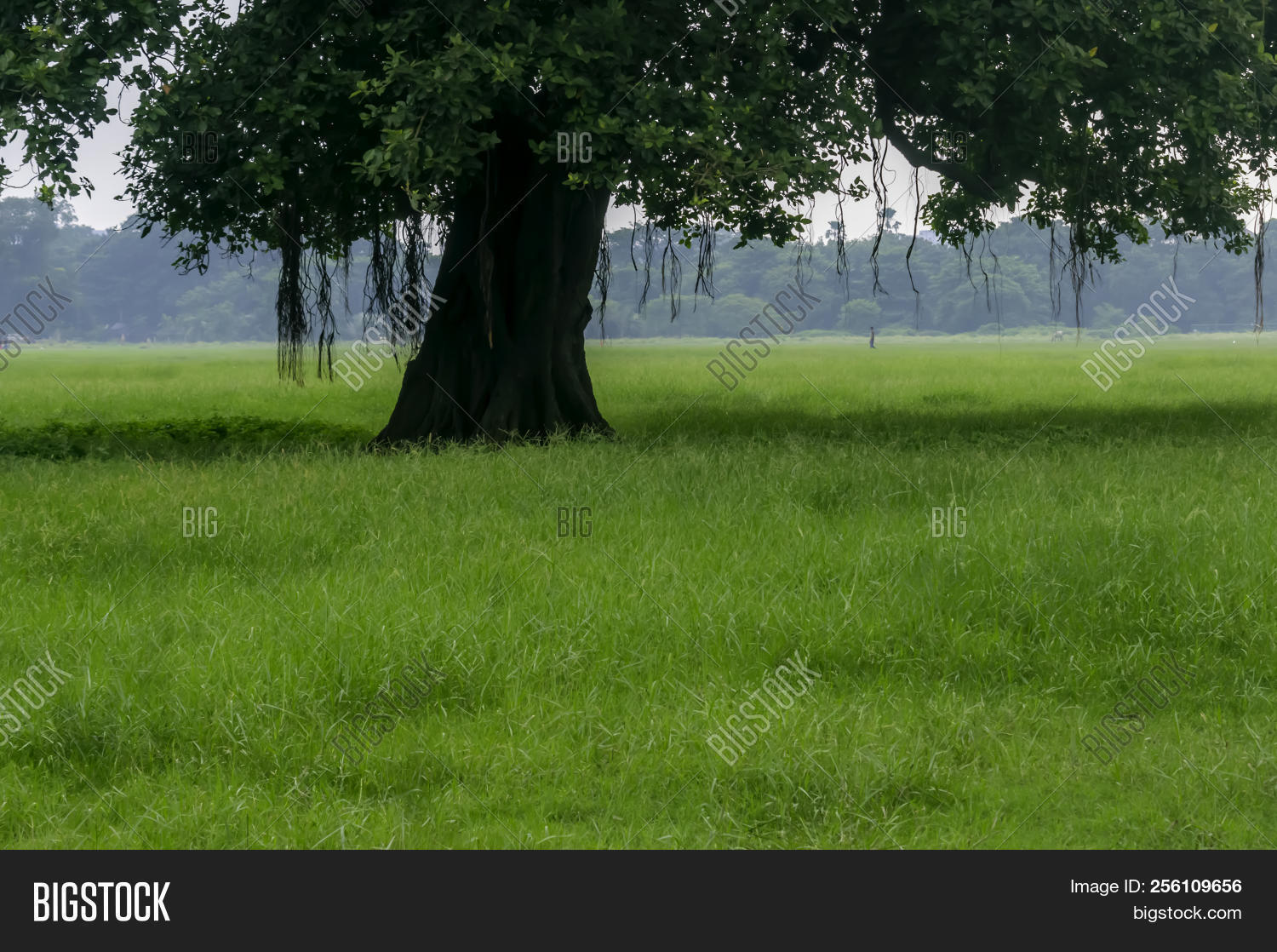 Old Oak Tree On Image & Photo (Free Trial) | Bigstock