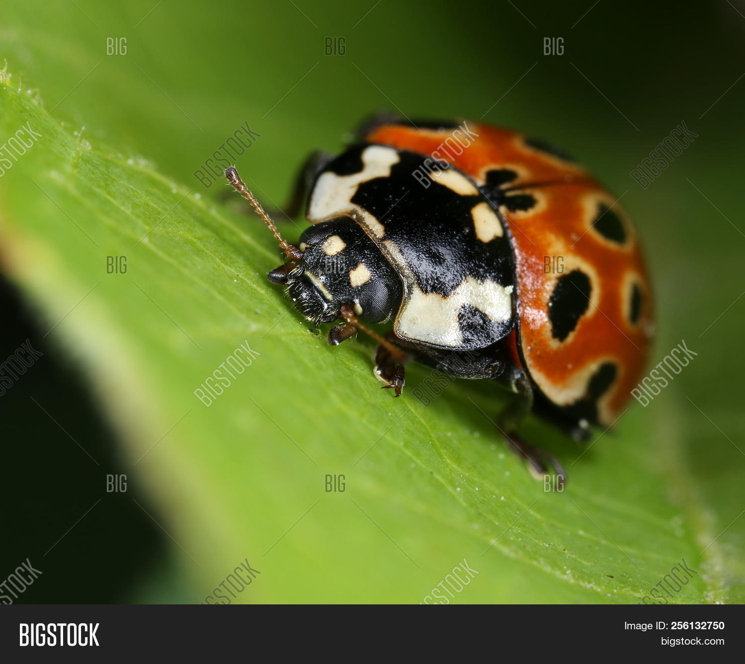 Eyed Ladybird Anatis Image & Photo (Free Trial) | Bigstock