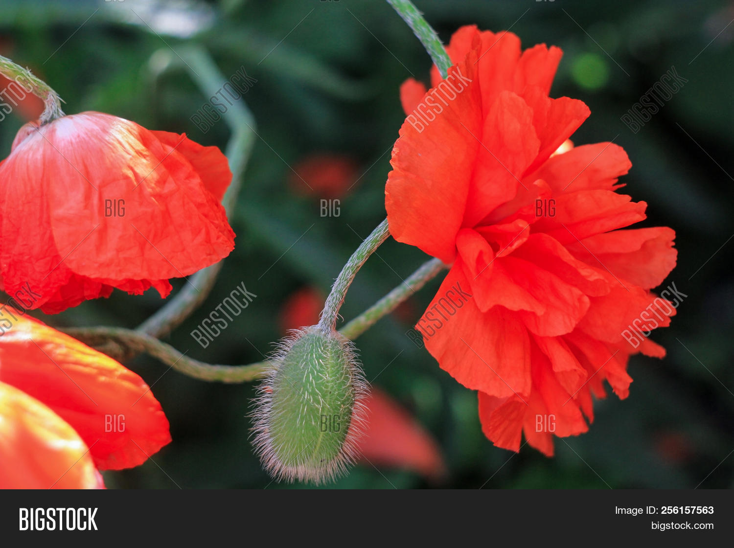 Large Red Poppy Flower Image & Photo (Free Trial) | Bigstock