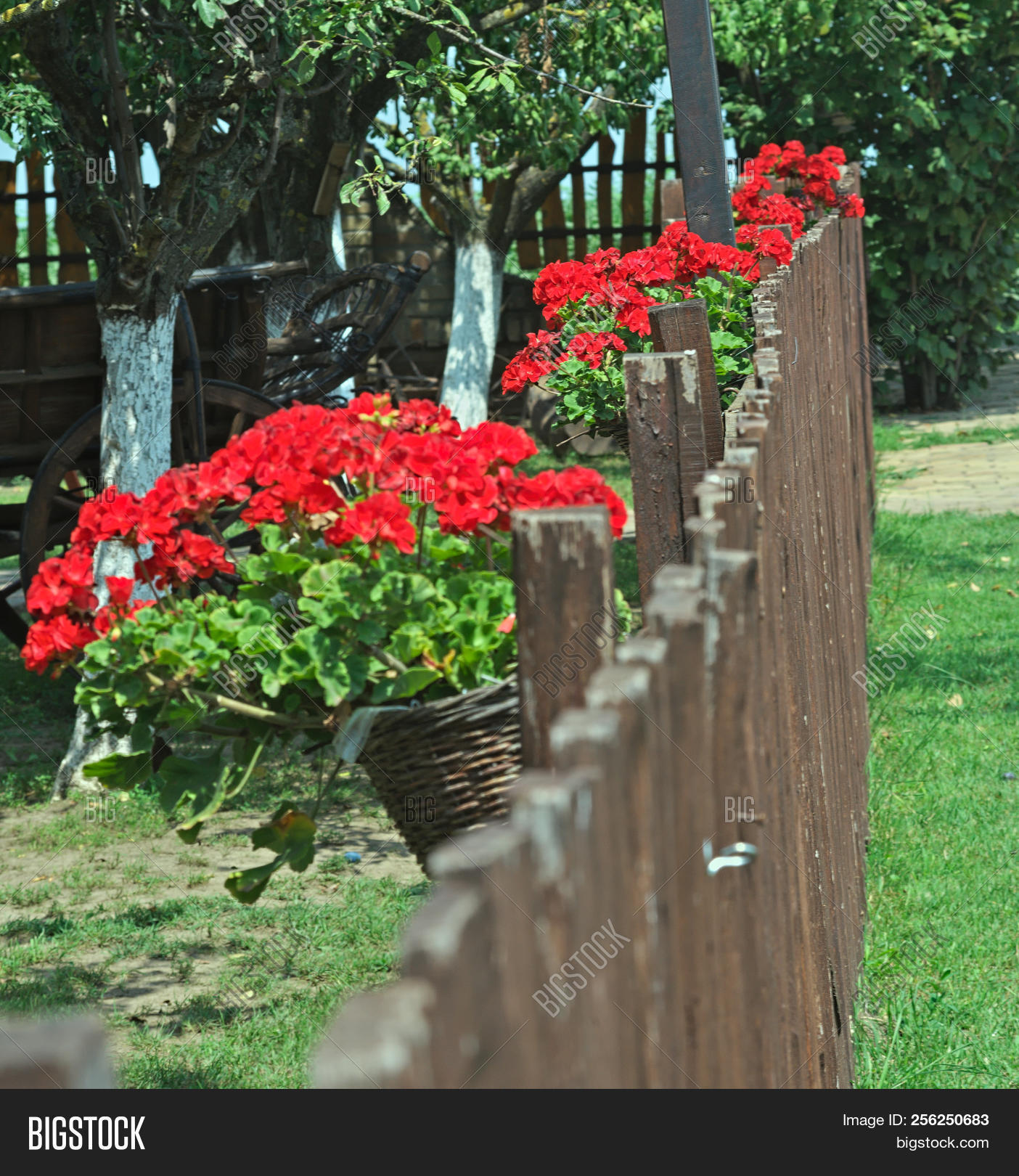 Row Blooming Flowers Image & Photo (Free Trial) | Bigstock