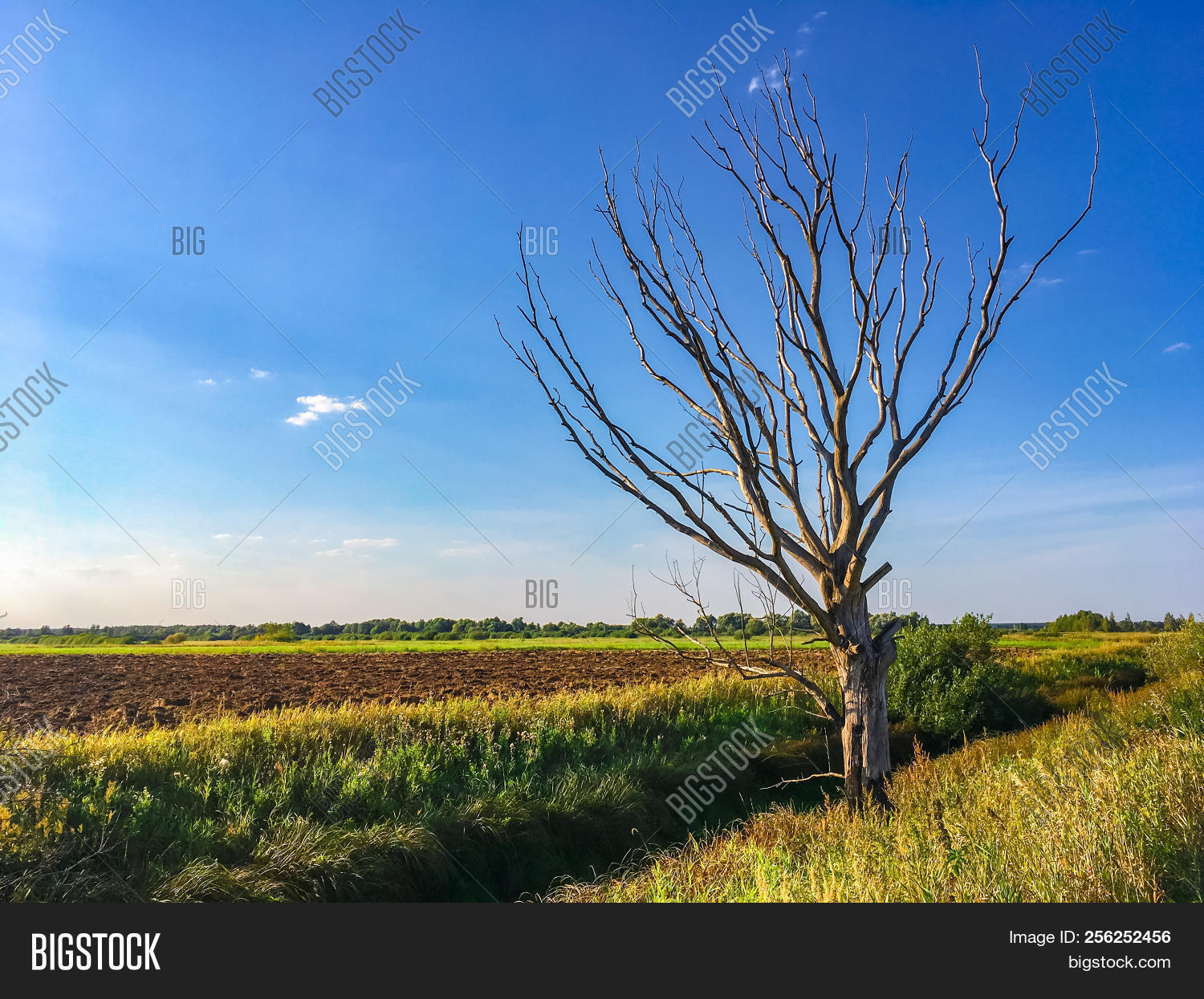 Lonely Dry Tree Near Image & Photo (Free Trial) | Bigstock