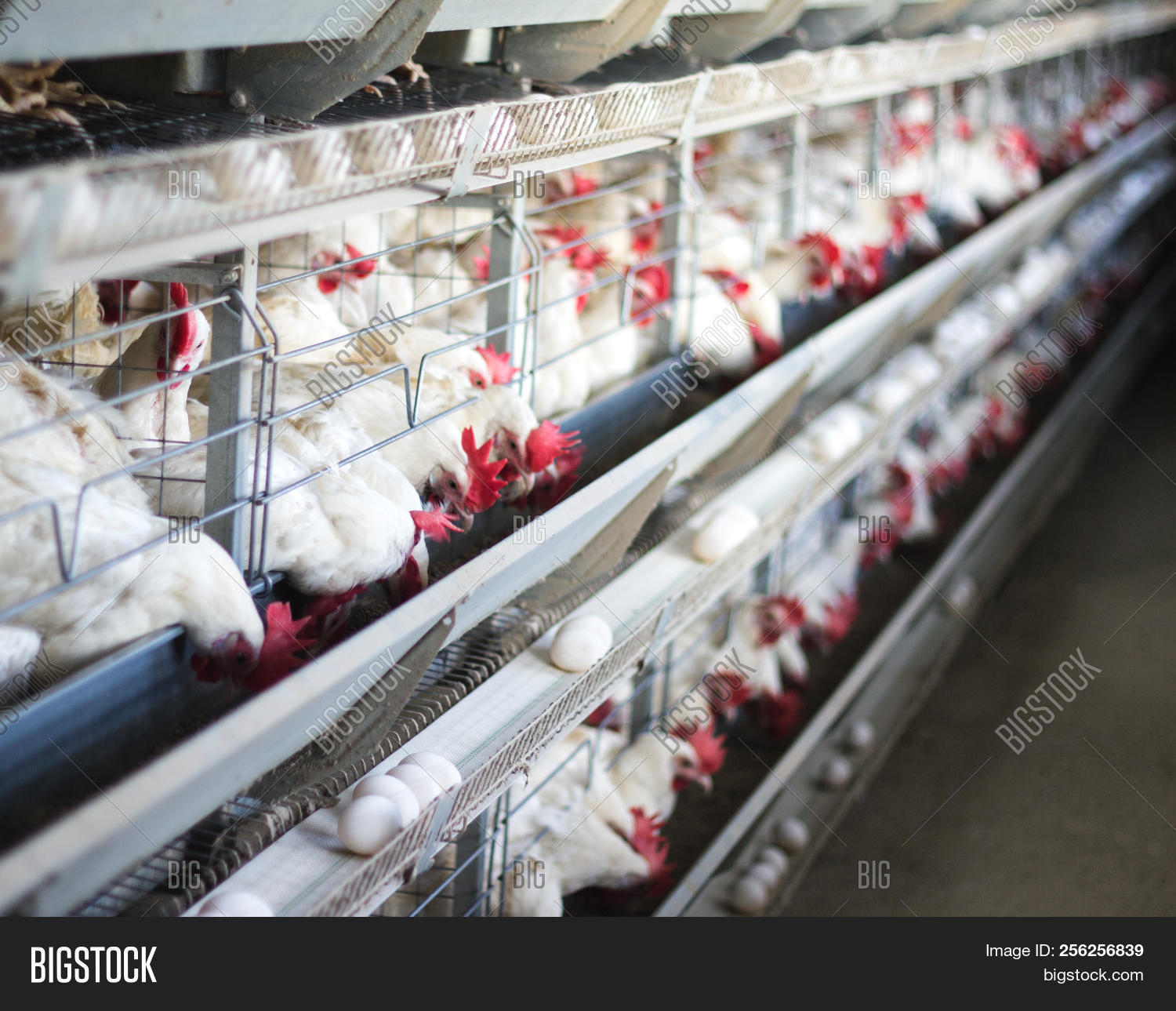 Poultry Farm Breeding Image & Photo (Free Trial) | Bigstock