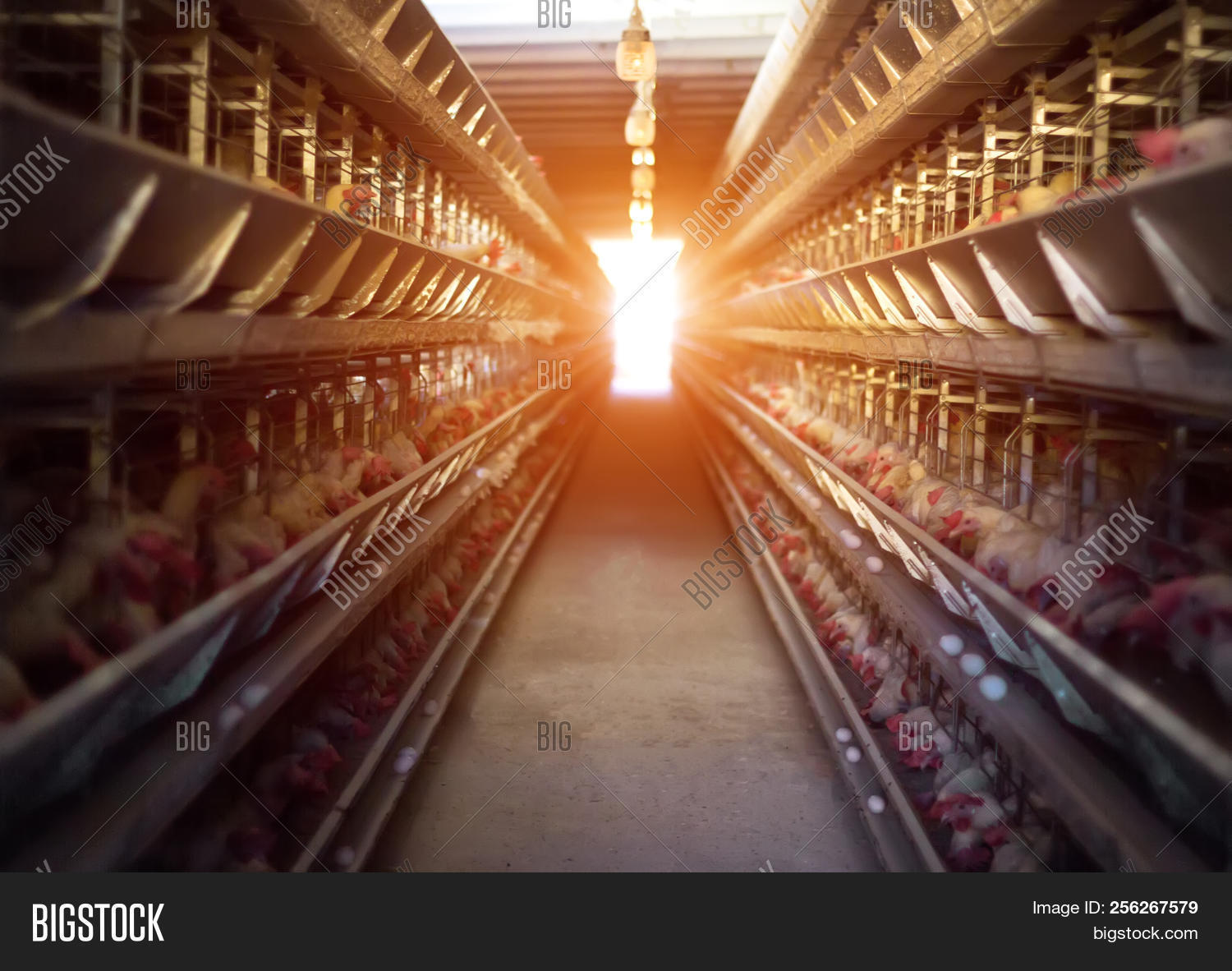 Poultry Farm, Chickens Image & Photo (Free Trial) | Bigstock