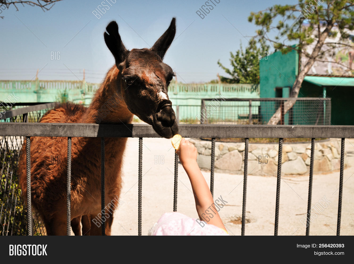 Lama Eats Food Hands Image & Photo (Free Trial) | Bigstock