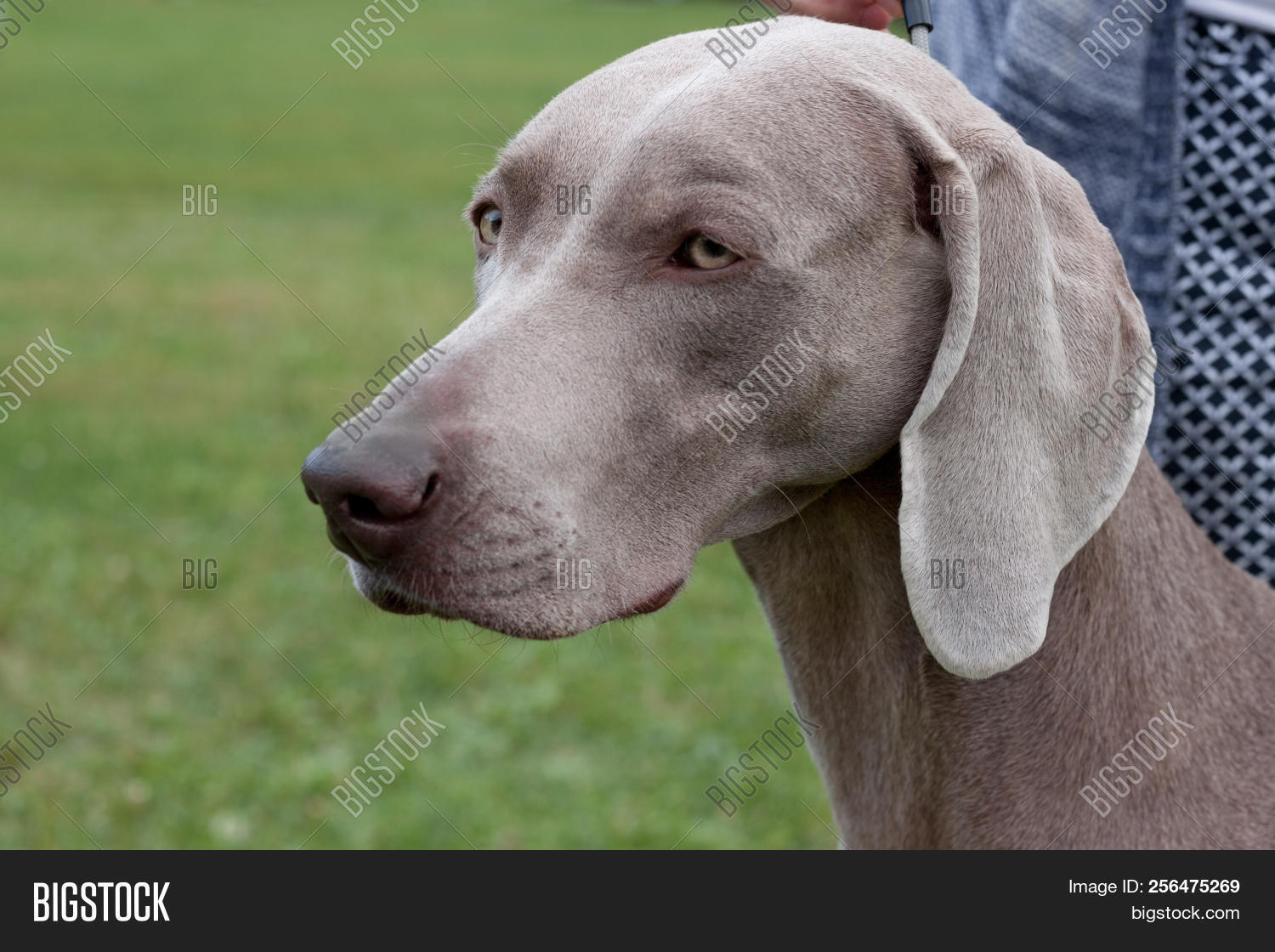 Cute Gray Weimaraner Image & Photo (Free Trial) | Bigstock