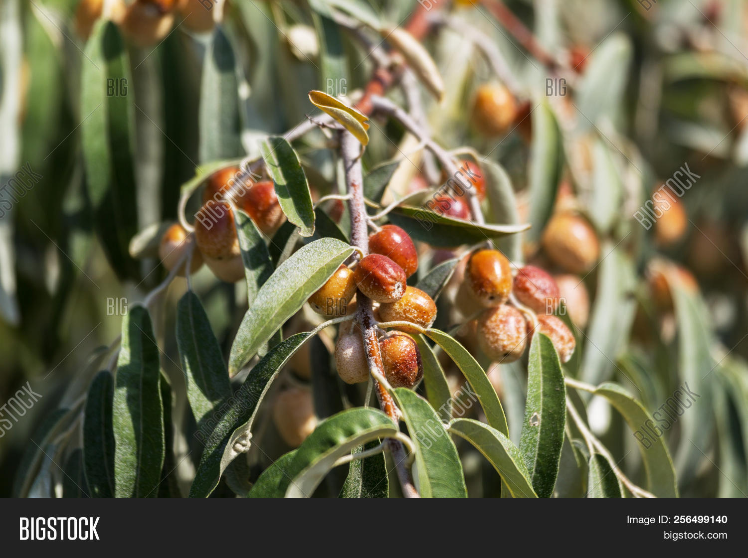 Wild Tasteless Image & Photo (Free Trial) | Bigstock