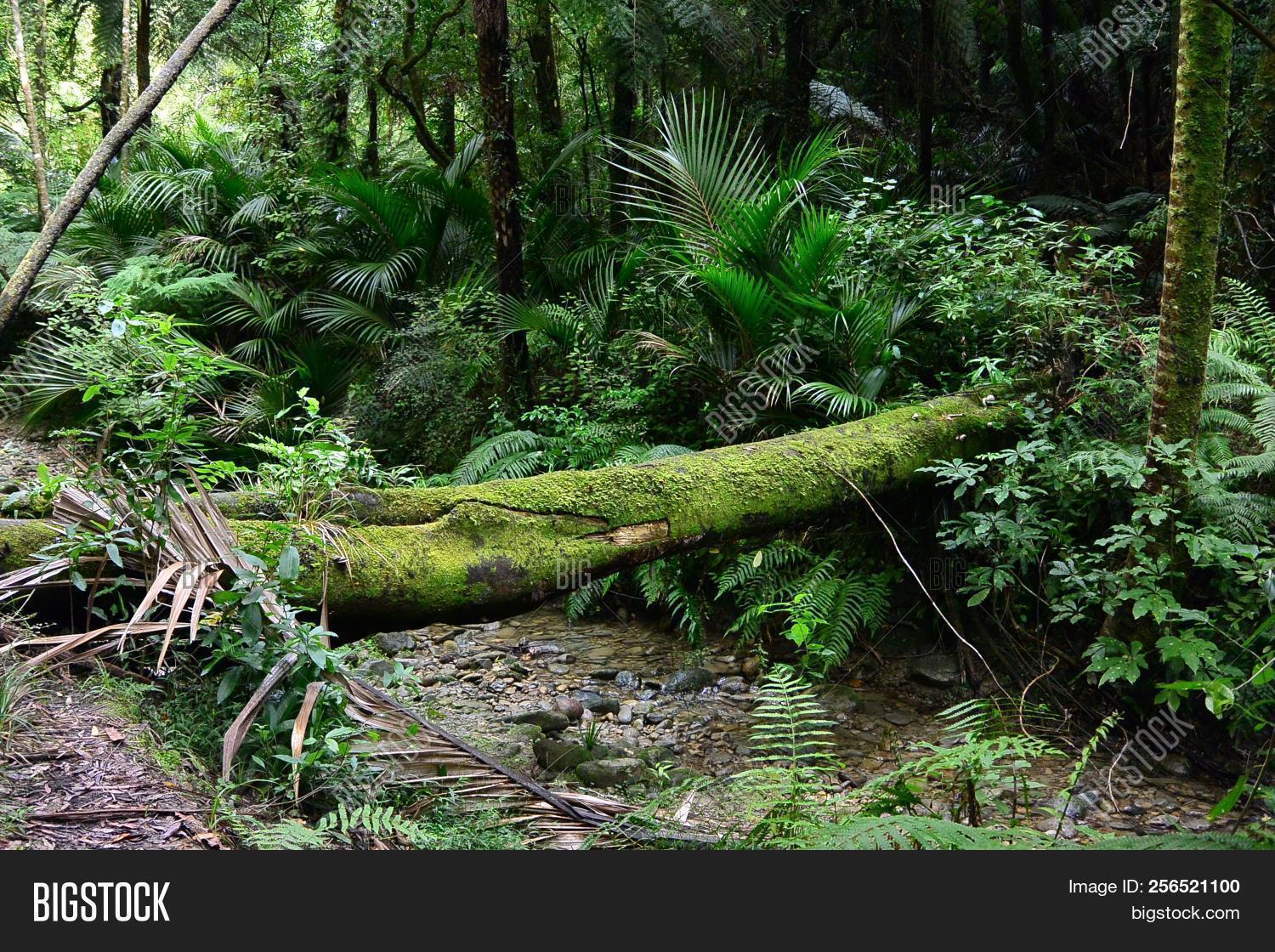 Natural Bridge Across Image & Photo (Free Trial) | Bigstock