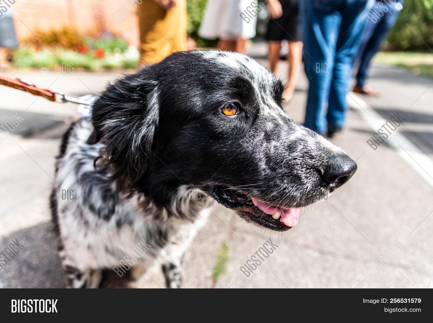 English Setter Border Collie Mix