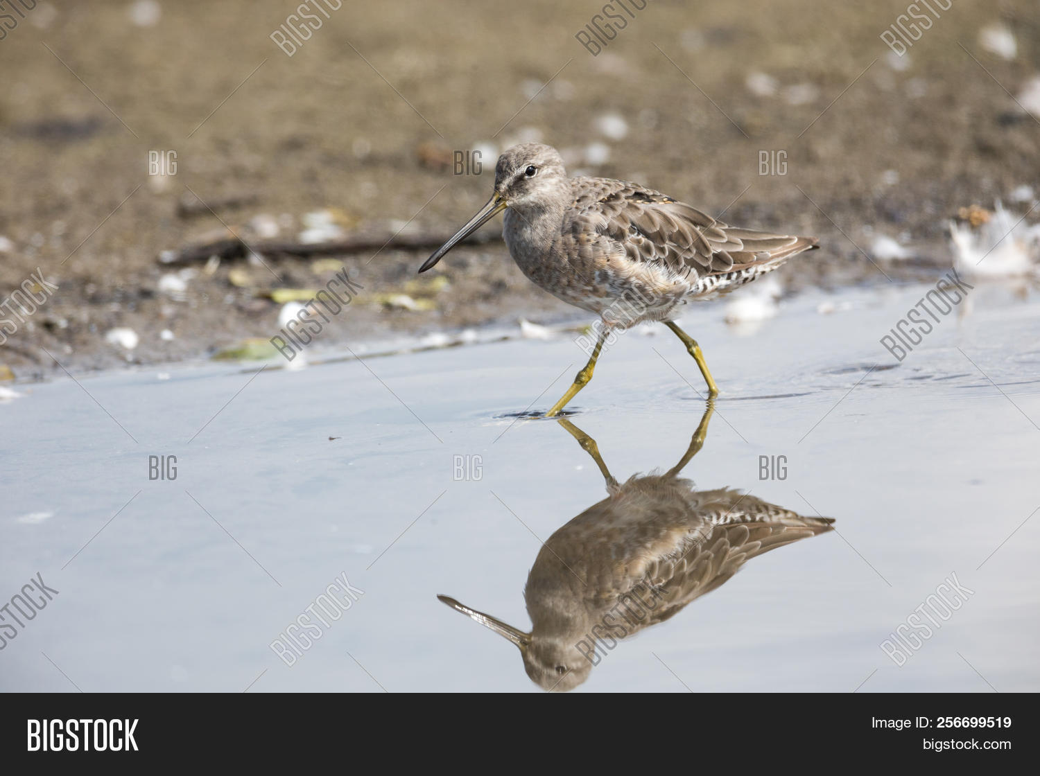 Long-billed Dowitcher Image & Photo (Free Trial) | Bigstock