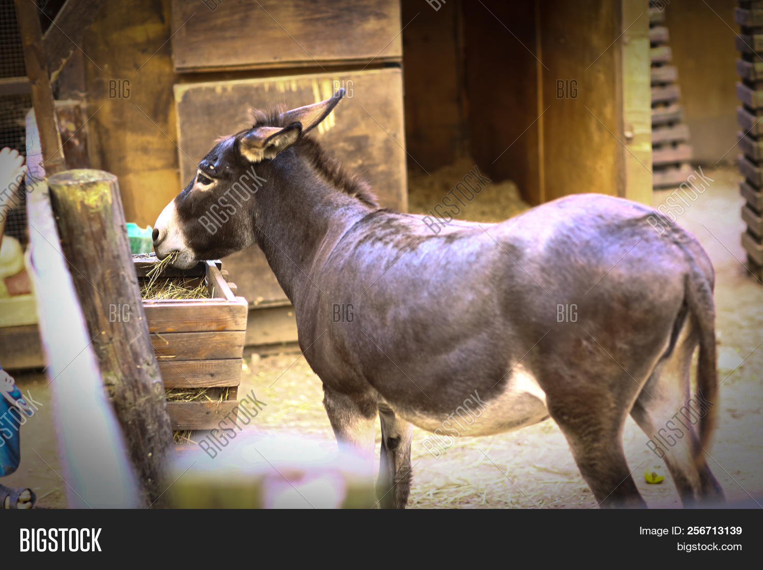 Donkey Eating Hay Open Image & Photo (Free Trial) | Bigstock