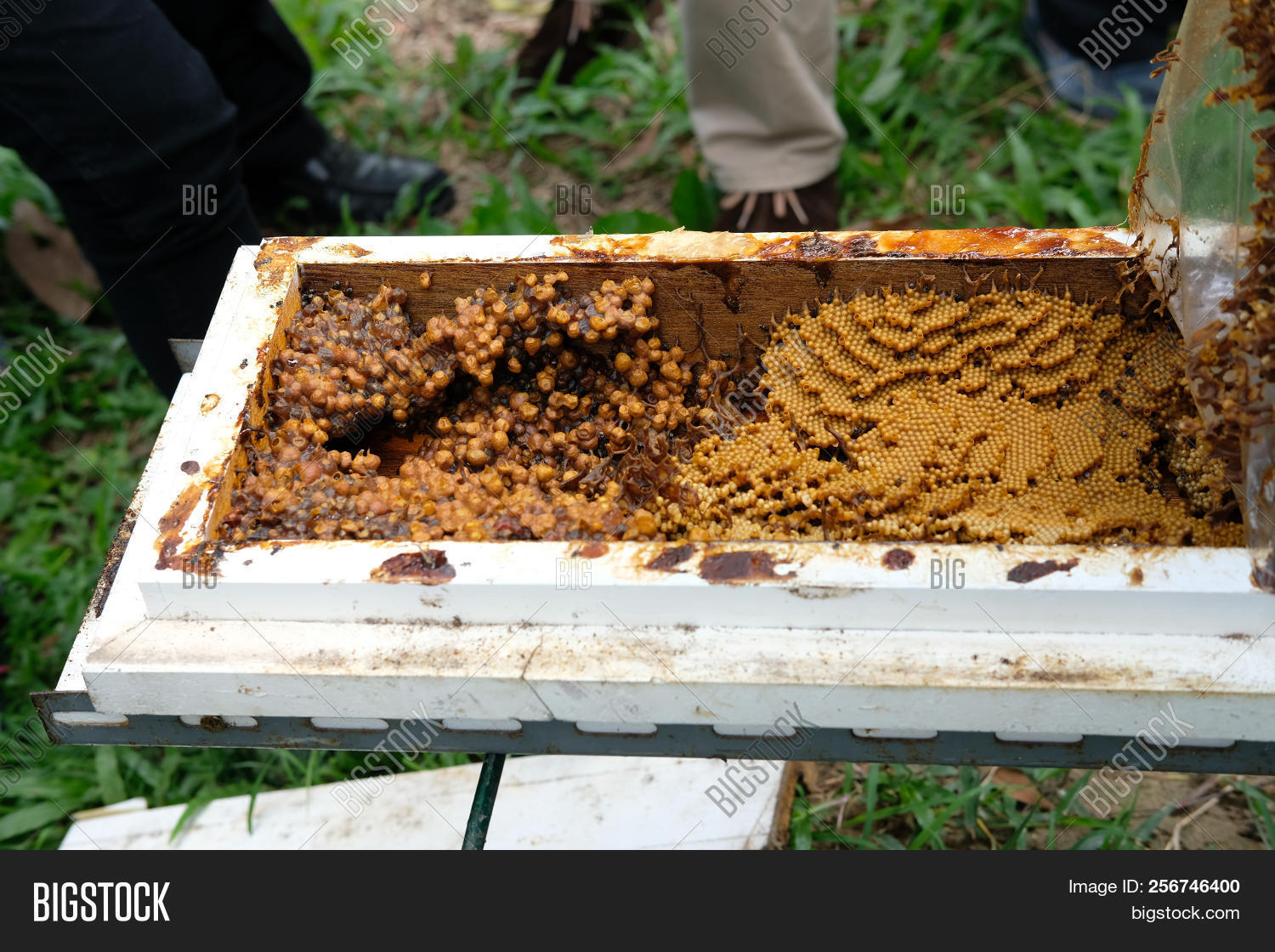 Stingless Honey Bees Image & Photo (Free Trial) | Bigstock