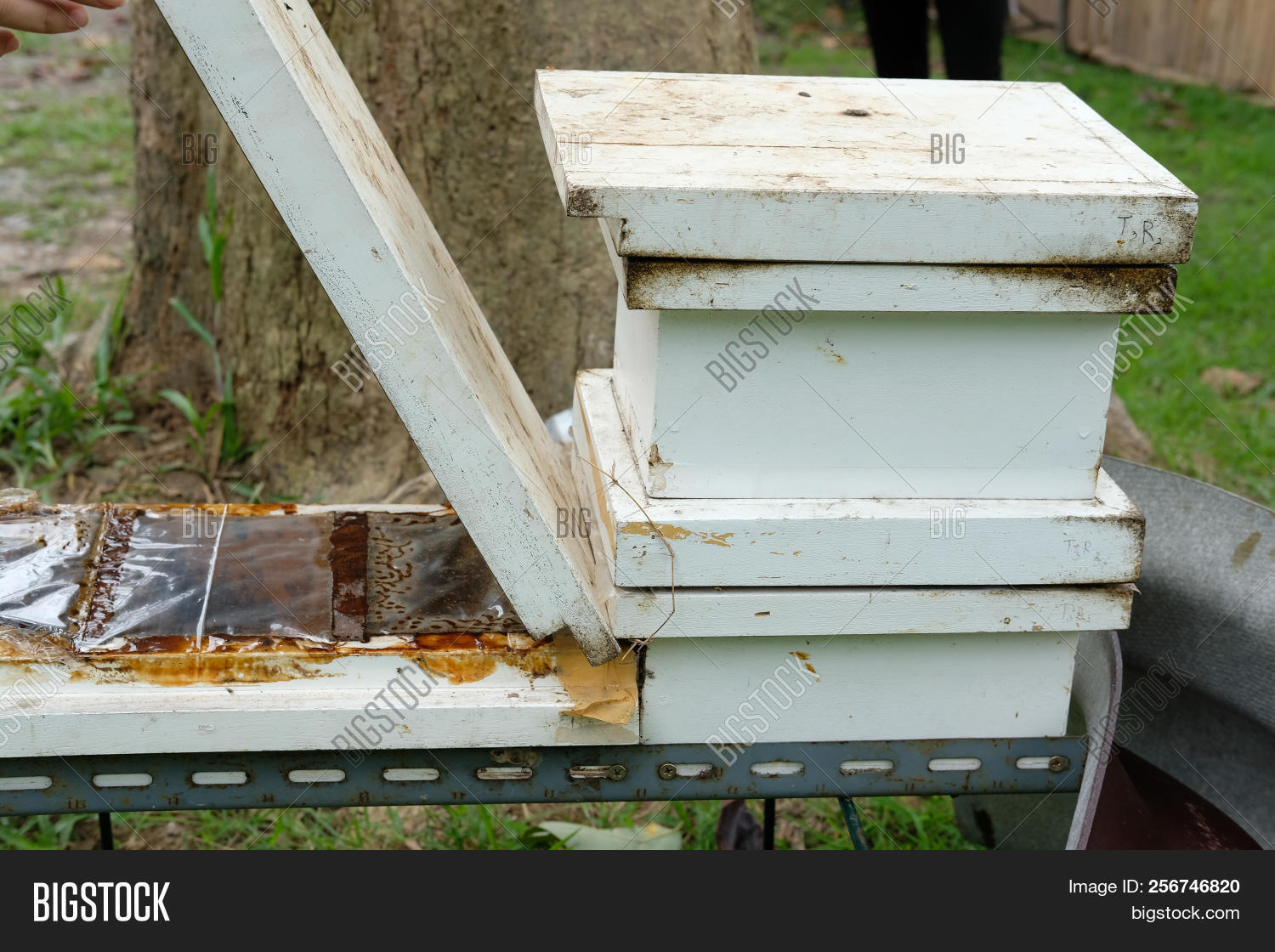 Stingless Honey Bees Image & Photo (Free Trial) | Bigstock