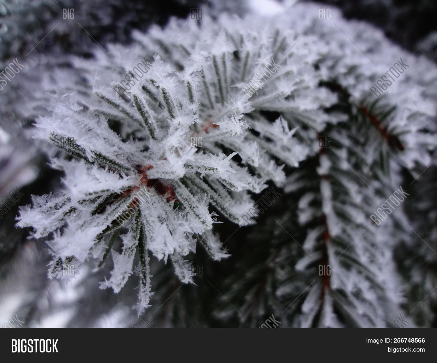 Branch Spruce Covered Image & Photo (Free Trial) | Bigstock