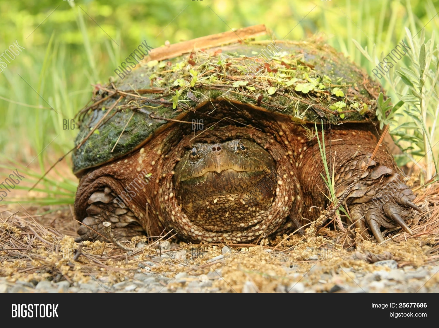 Snapping Turtle Debris Image & Photo (Free Trial) | Bigstock