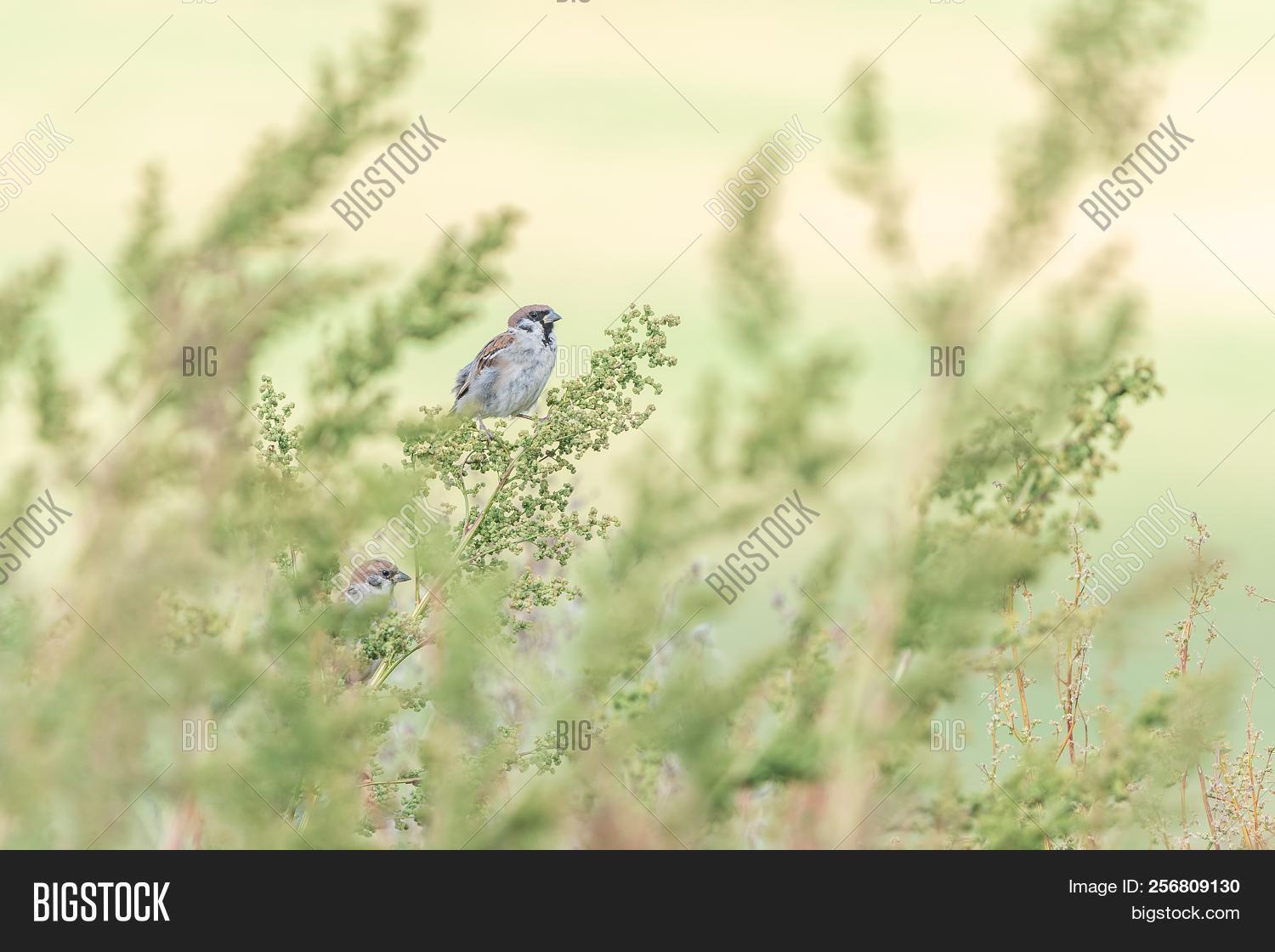 Beautiful Nature Scene Image & Photo (Free Trial) | Bigstock