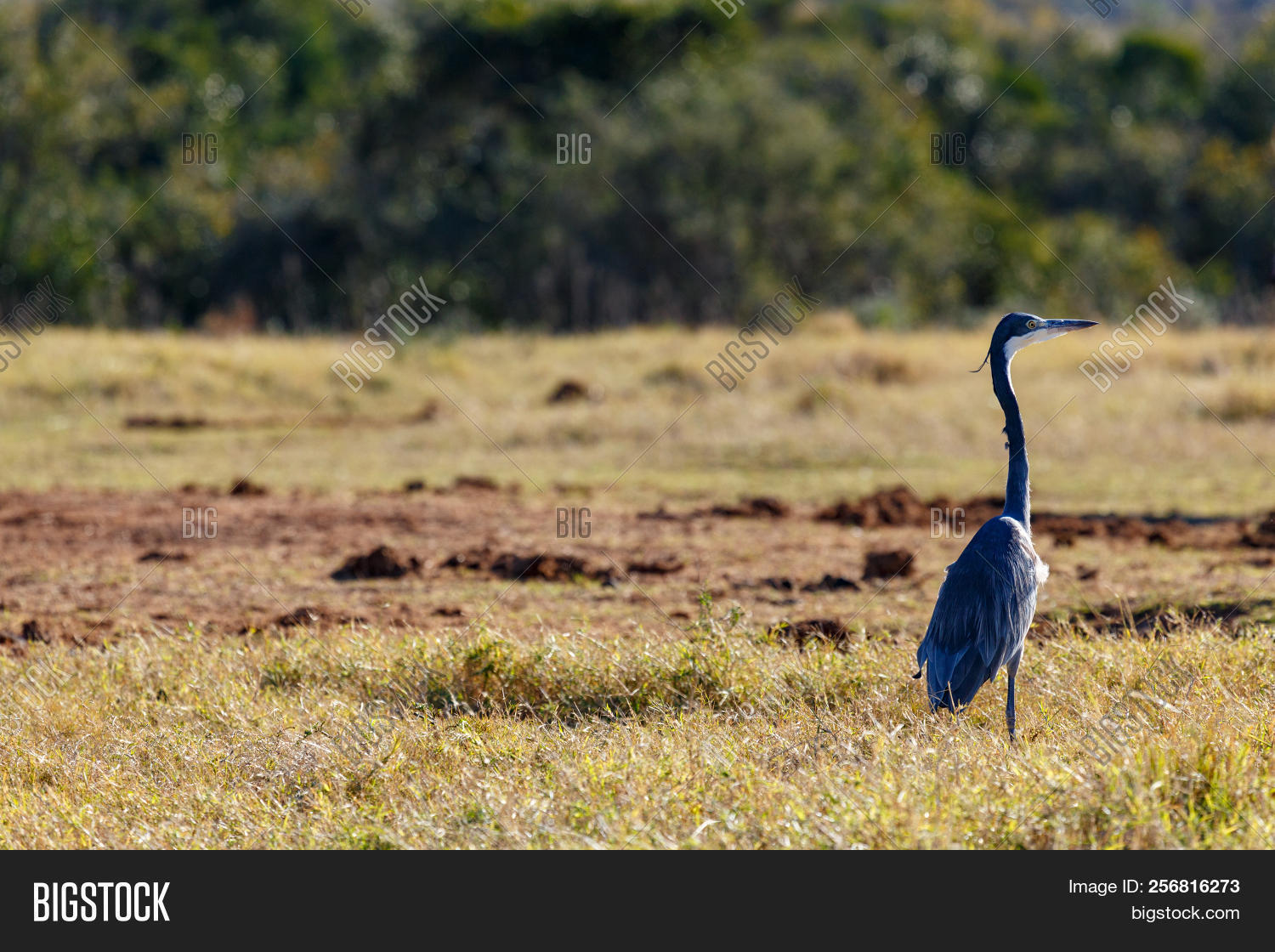 Heron Bird Looking Image & Photo (Free Trial) | Bigstock