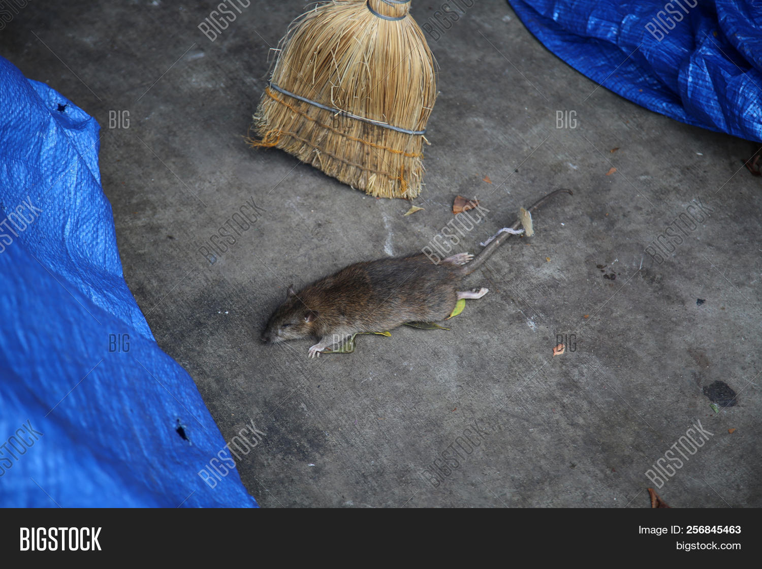 Dead Rat. Dead Rat Image & Photo (Free Trial) | Bigstock