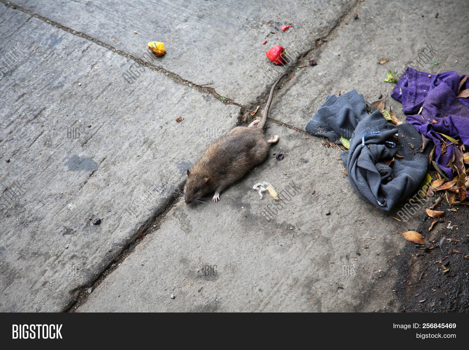 Dead Rat. Dead Rat Image & Photo (Free Trial) | Bigstock