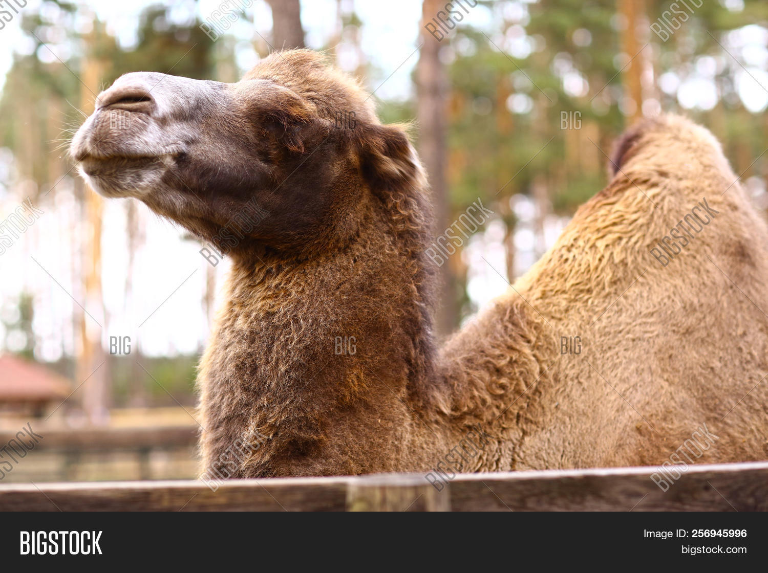One Humped Camel Open Image & Photo (Free Trial) | Bigstock