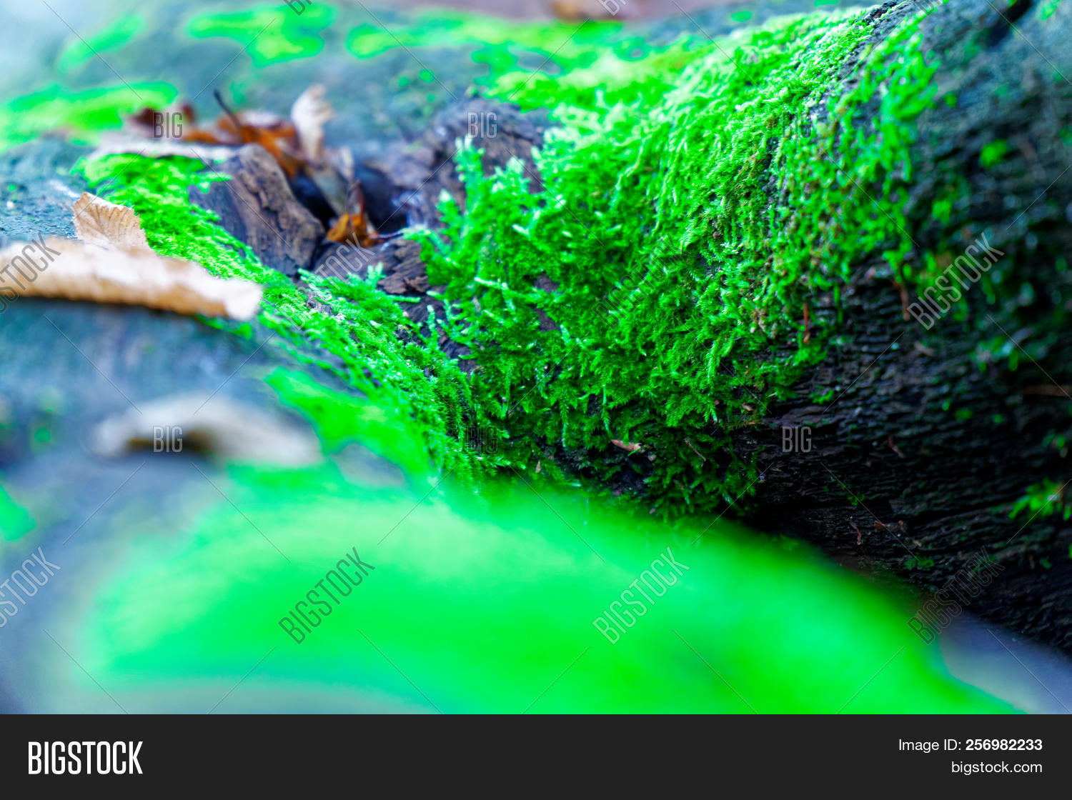 Moss On Tree Roots, Image & Photo (Free Trial) | Bigstock