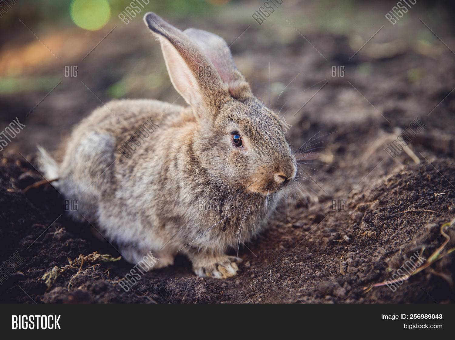 Brownish Gray Rabbit Image & Photo (Free Trial) | Bigstock