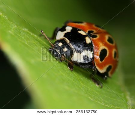 Eyed Ladybird Anatis Image & Photo (Free Trial) | Bigstock