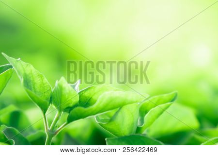 Greenery Background Images, Illustrations & Vectors (Free) - Bigstock