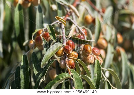 Wild Tasteless Image & Photo (Free Trial) | Bigstock
