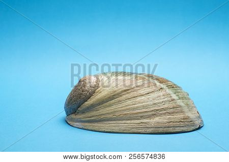Close Photo Abalone Image & Photo (Free Trial) | Bigstock