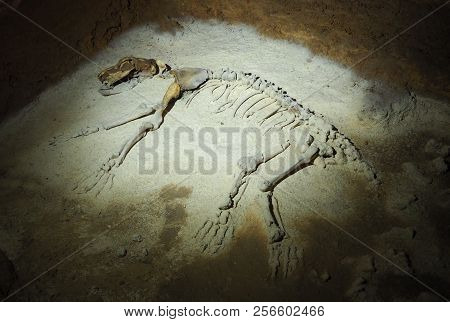 Prehistoric Bear Image & Photo (Free Trial) | Bigstock