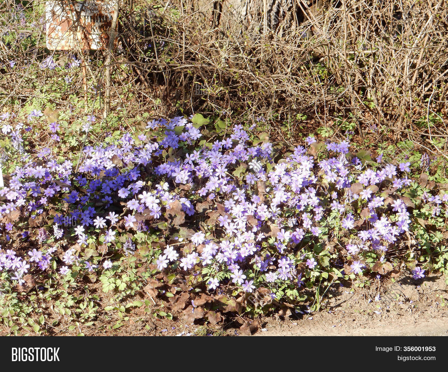 Delicate Spring Blue Image & Photo (Free Trial) | Bigstock