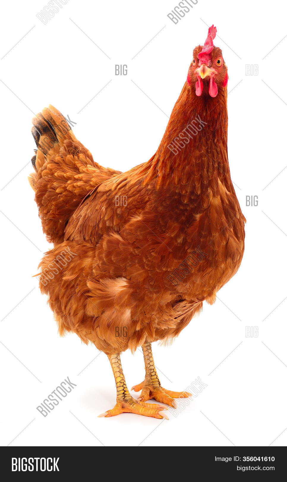 Young Brown Hen Image & Photo (Free Trial) | Bigstock