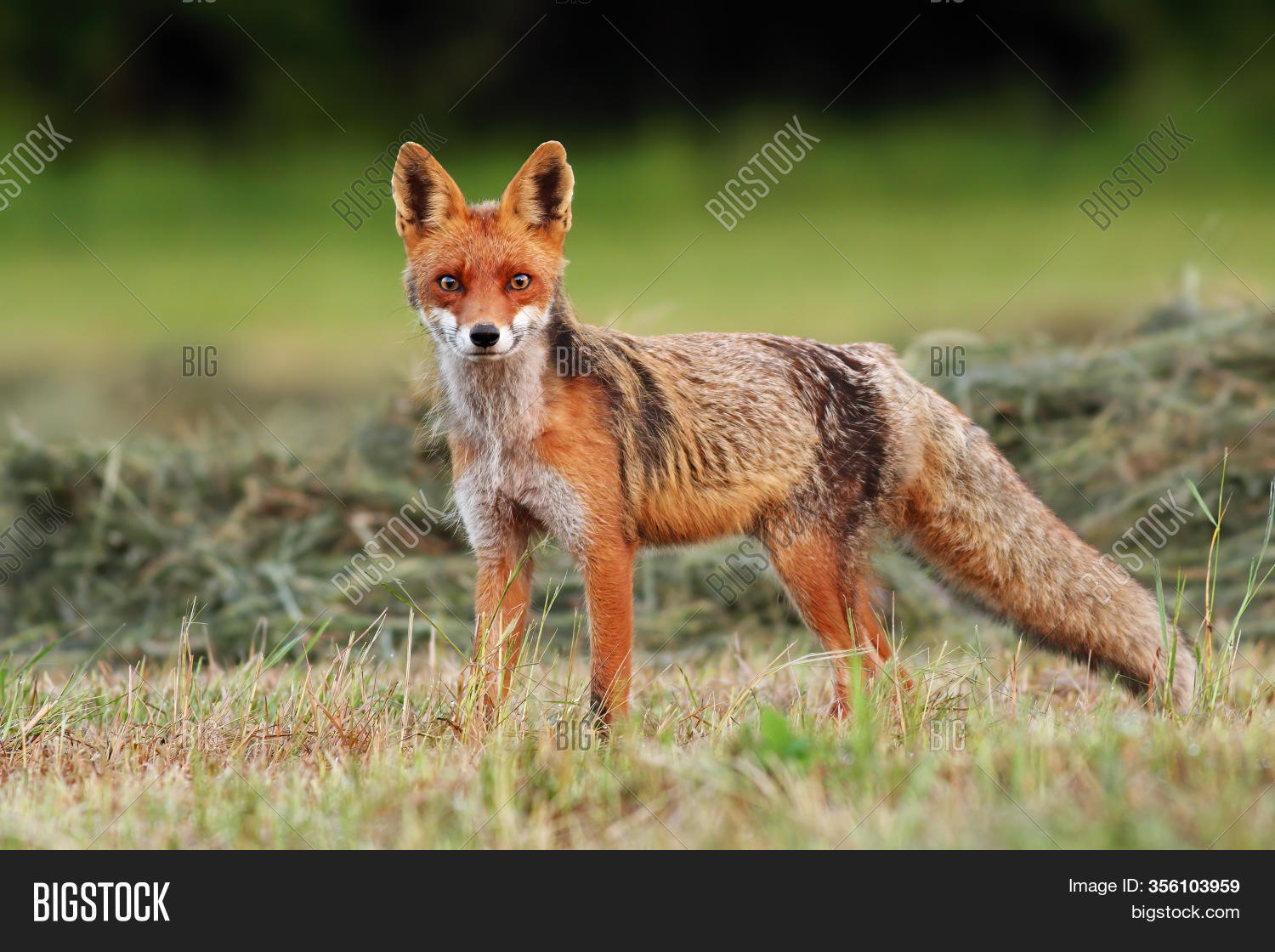 Attentive Red Fox Image & Photo (Free Trial) | Bigstock