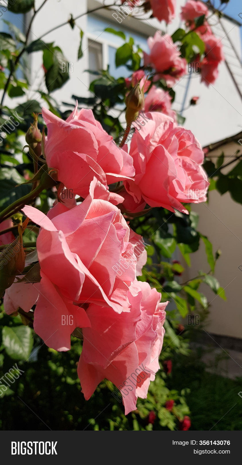 Side View Huge Image & Photo (Free Trial) | Bigstock