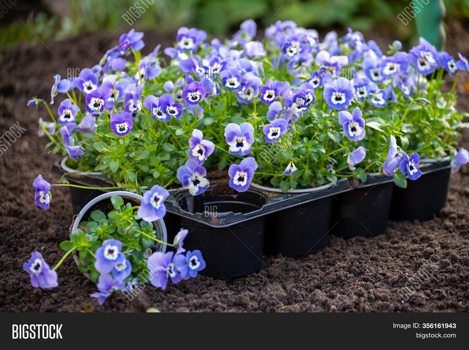 Spring Garden Works, Image & Photo (Free Trial) | Bigstock