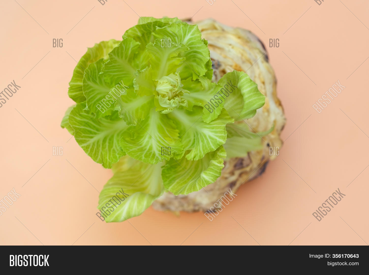 Old Head Cabbage Grows Image & Photo (Free Trial) | Bigstock