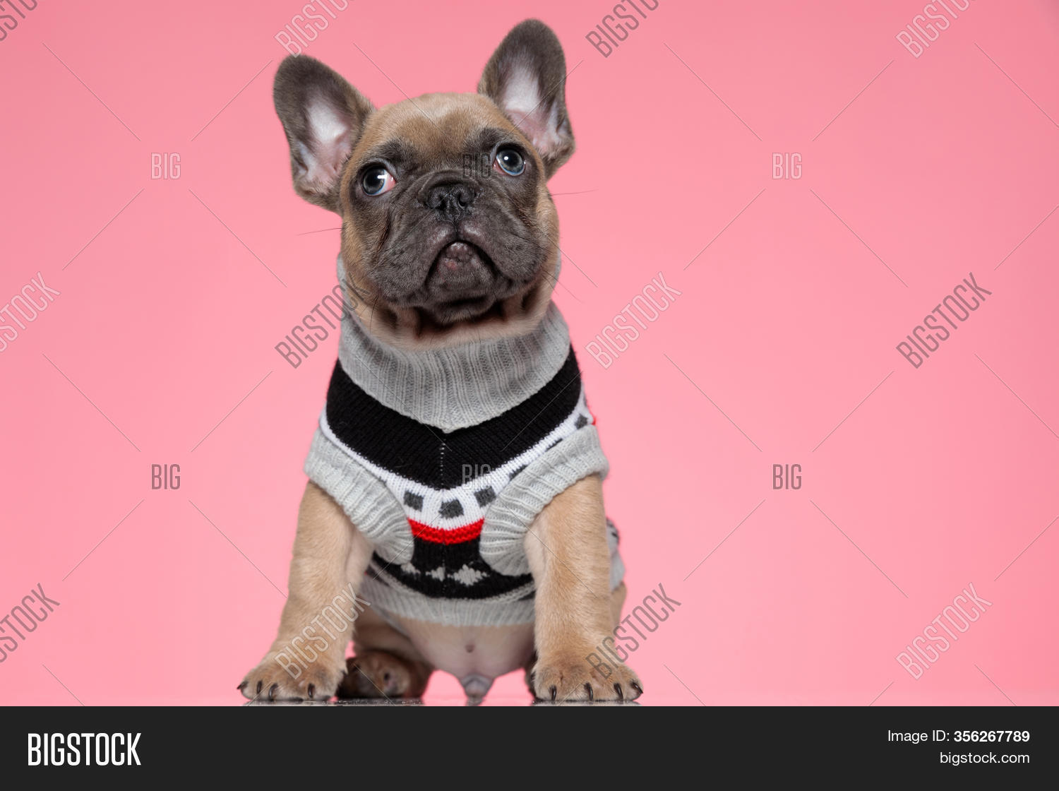 Cute Little Frenchie Image & Photo (Free Trial) | Bigstock
