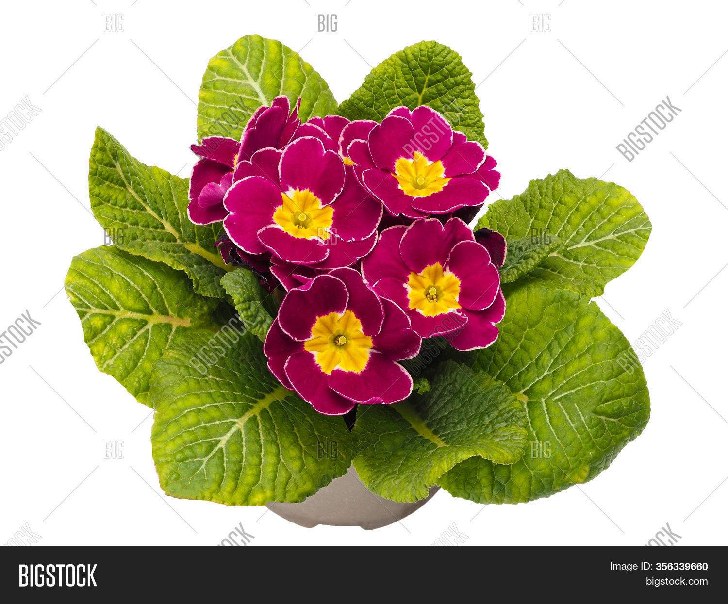Primula Vulgaris, Image & Photo (Free Trial) | Bigstock