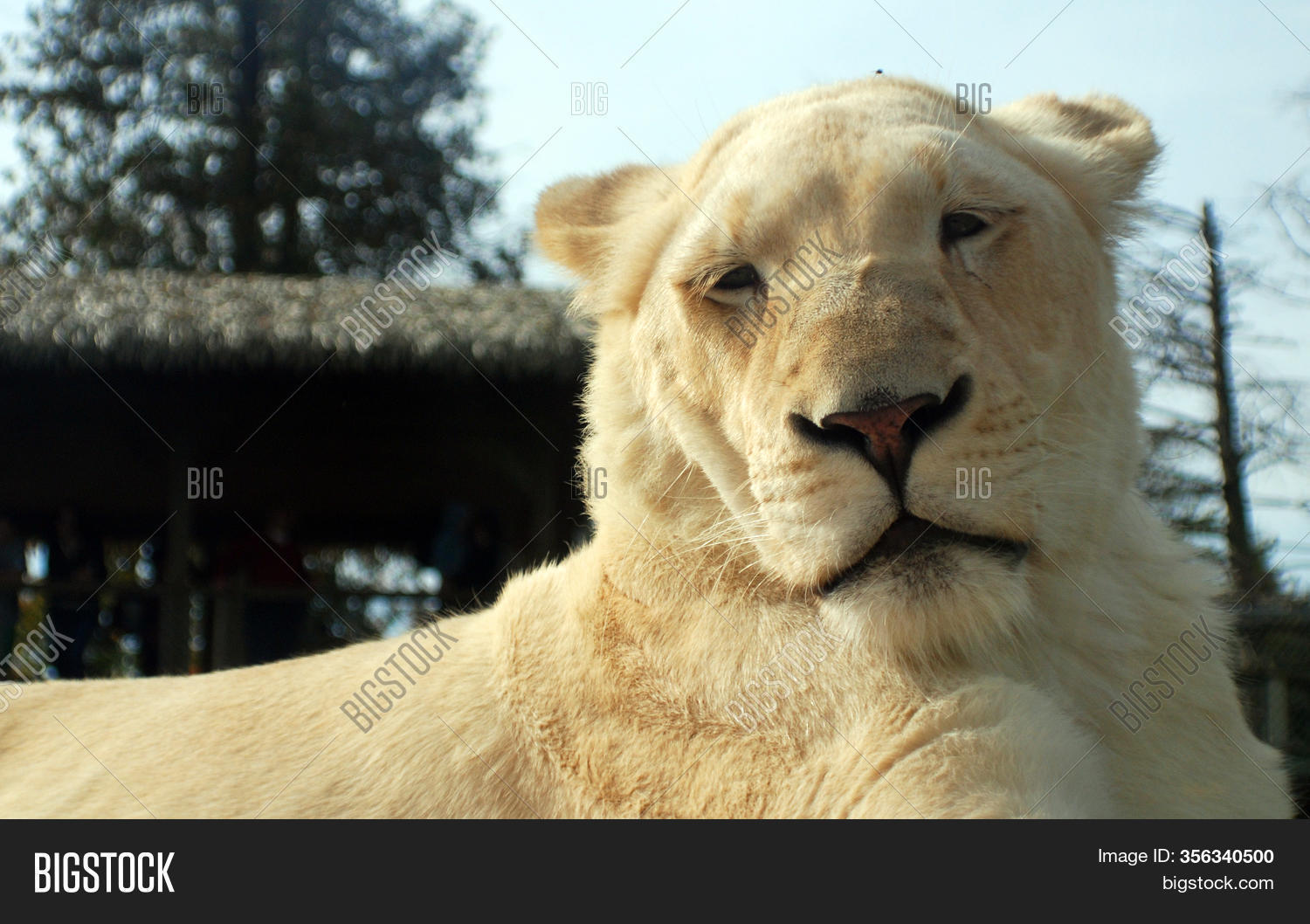 Female White Lion Rare Image & Photo (Free Trial) | Bigstock