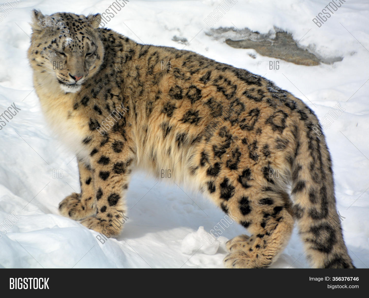 Snow Leopard Large Cat Image & Photo (Free Trial) | Bigstock