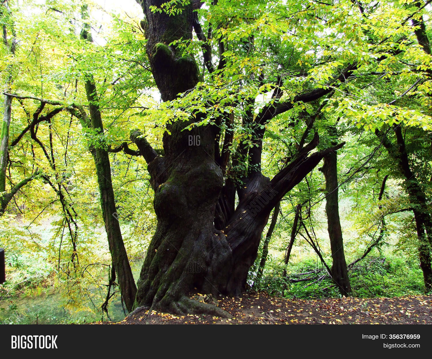 Mixed Forests Trees Image & Photo (Free Trial) | Bigstock