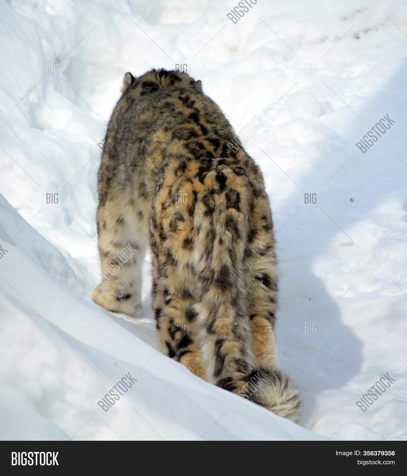 Snow Leopard Large Cat Image & Photo (Free Trial) | Bigstock