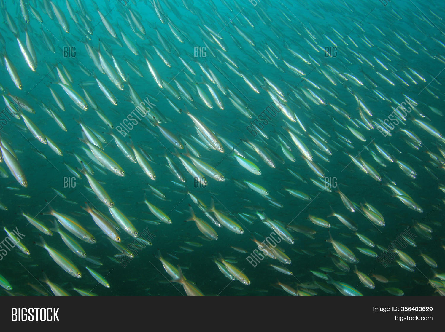 Pilchards Fish. Shoal Image & Photo (Free Trial) | Bigstock