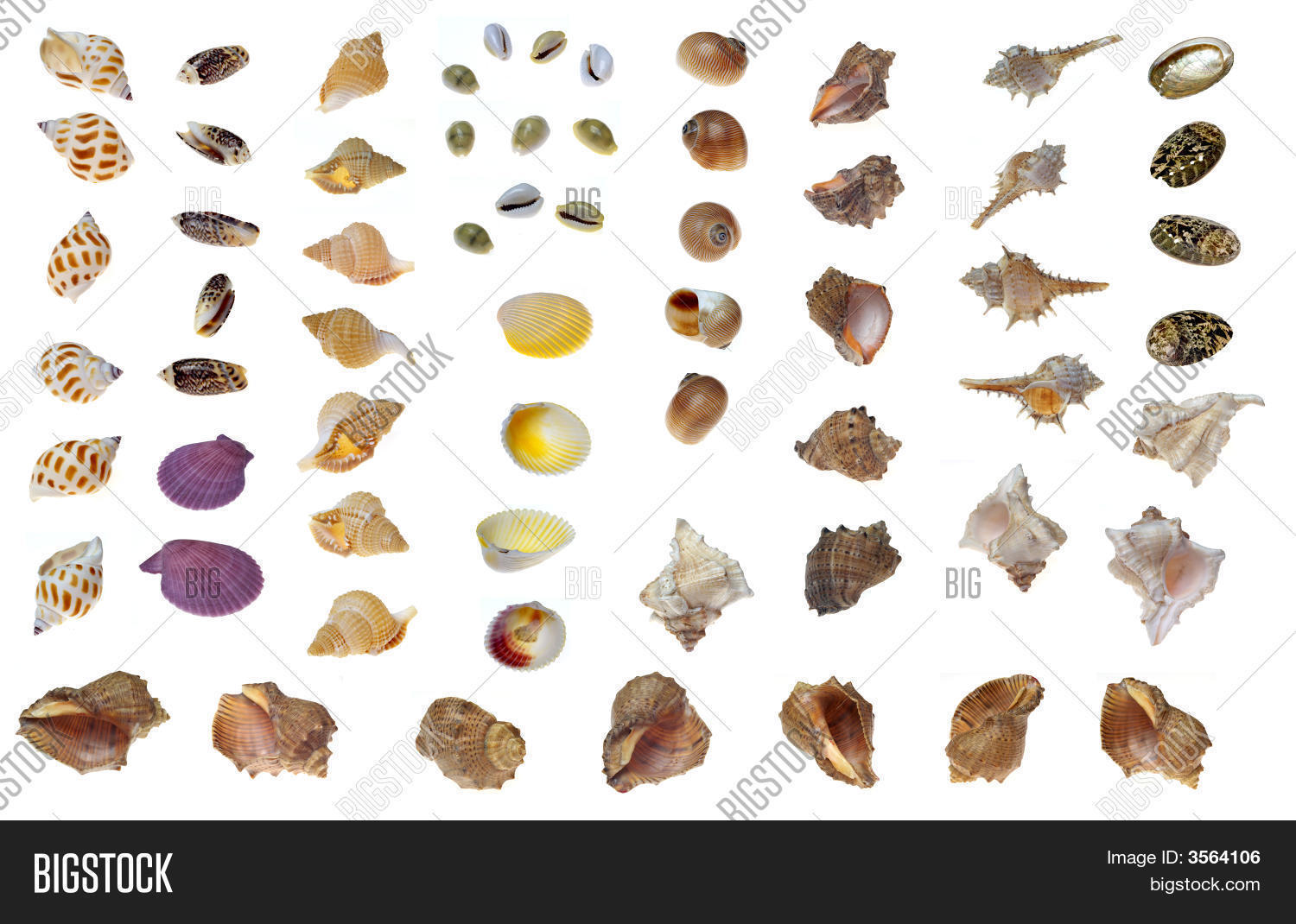 Different Shells Image & Photo (Free Trial) | Bigstock