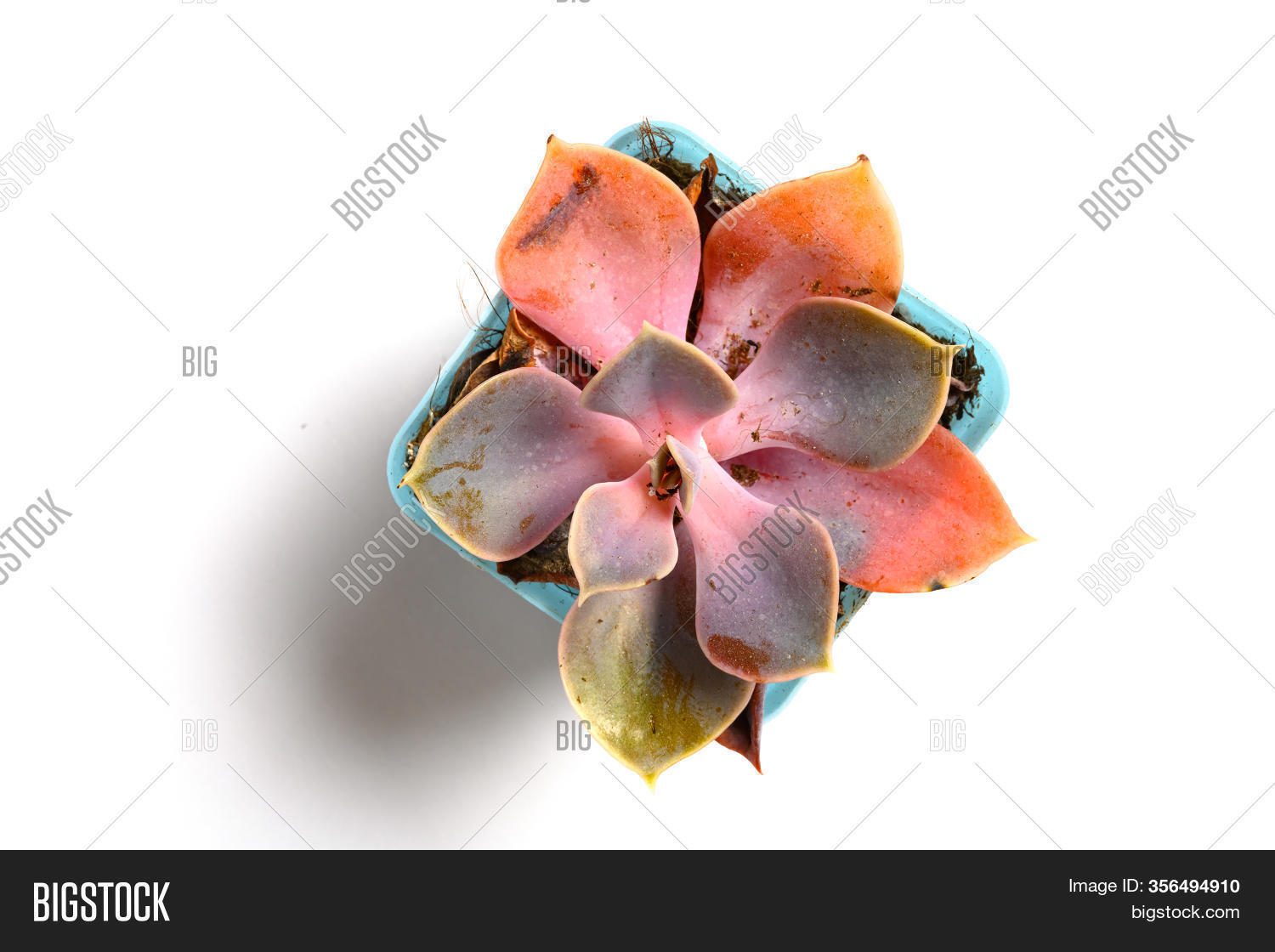 Top View Pot Pink Image & Photo (Free Trial) | Bigstock